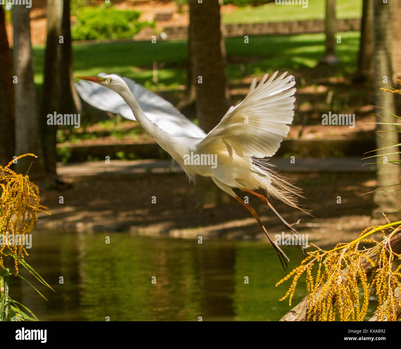 Australian intermediate egrets flying hi-res stock photography and ...