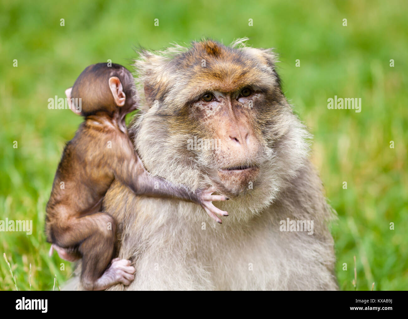 Barbary Macaque Monkeys. A baby macaque monkey and their mother is ...