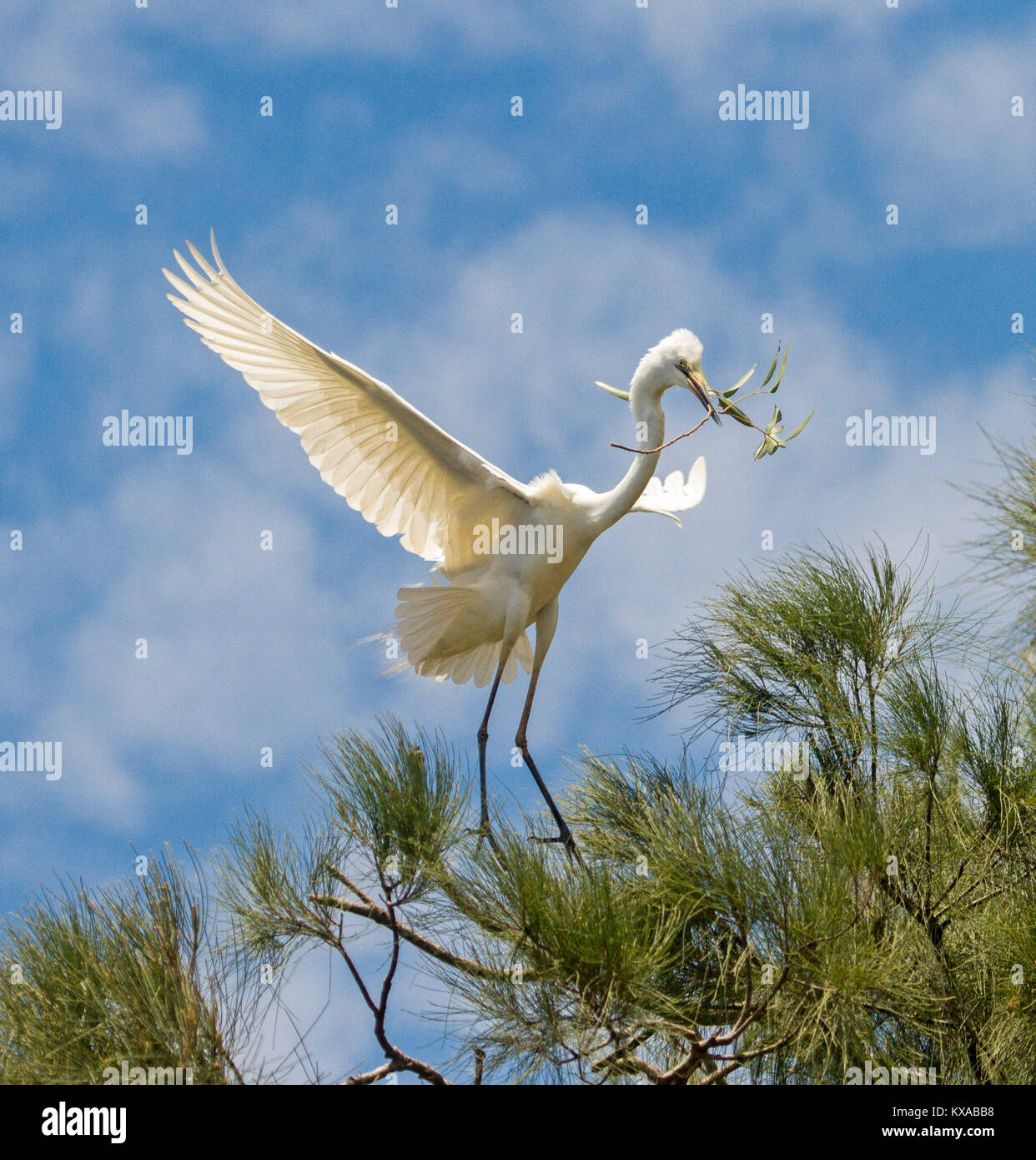 Australian intermediate egrets hi-res stock photography and images - Alamy