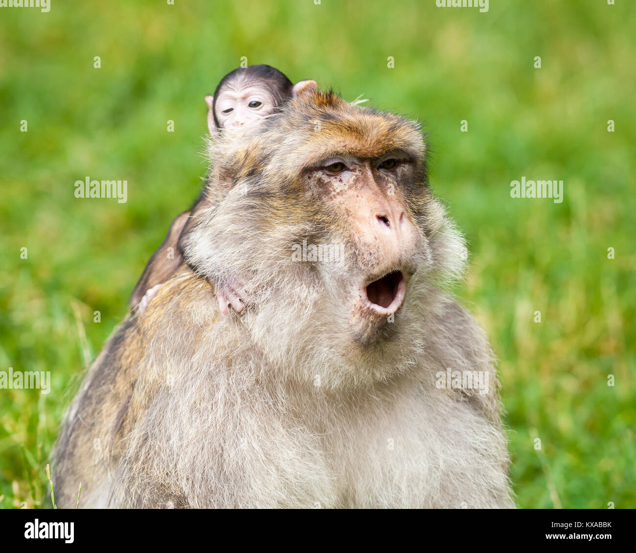 A baby macaque monkey and their mother is pictured. Barbary macaque ...