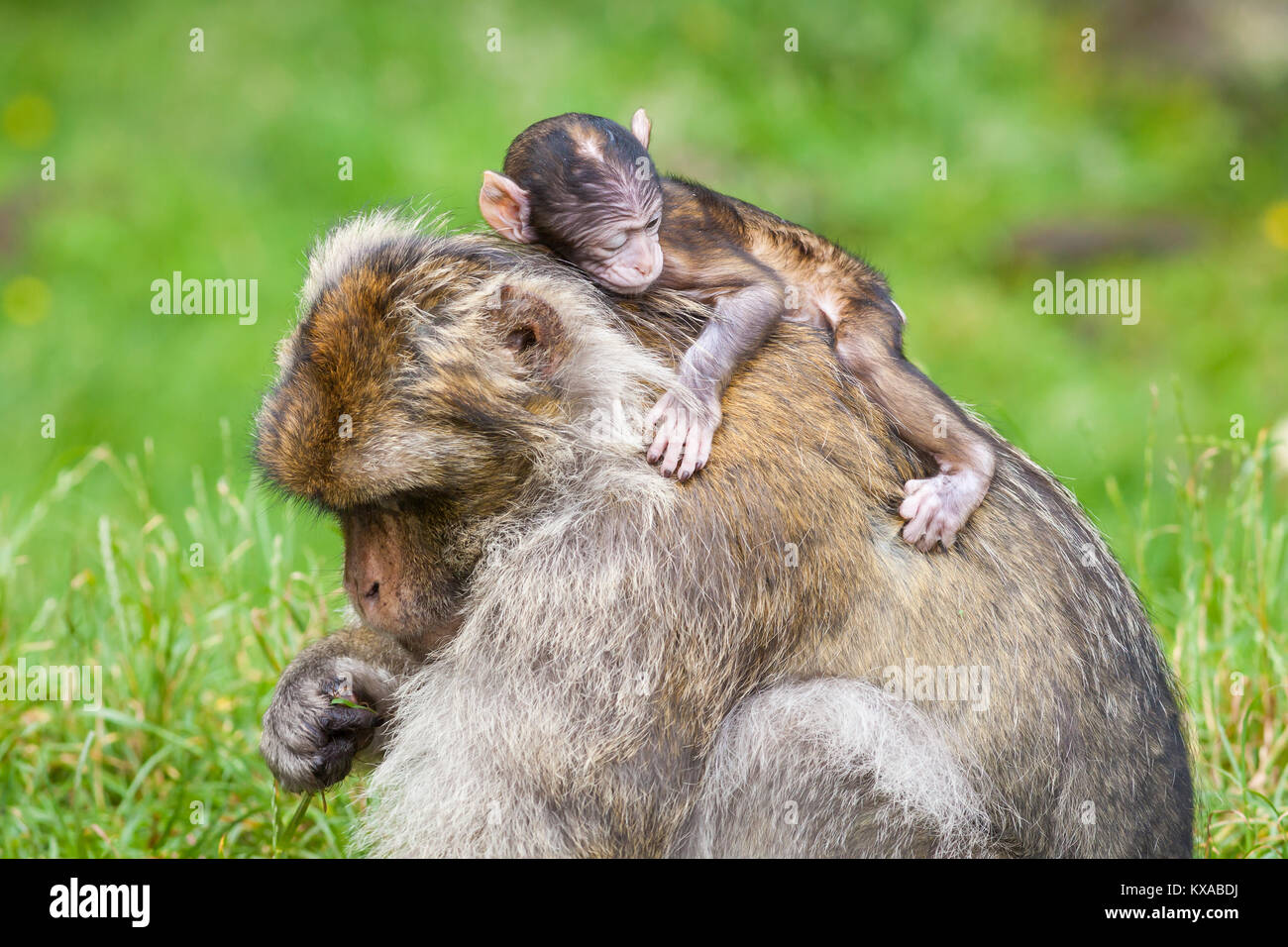 A baby macaque monkey and their mother is pictured. Barbary macaque ...