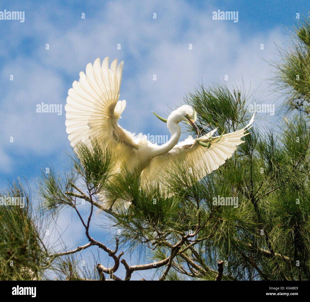 Australian intermediate egrets hi-res stock photography and images - Alamy
