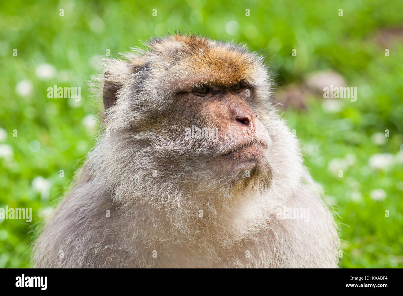 Barbary Macaque Monkey. A close up picture of a Barbary macaque monkey ...
