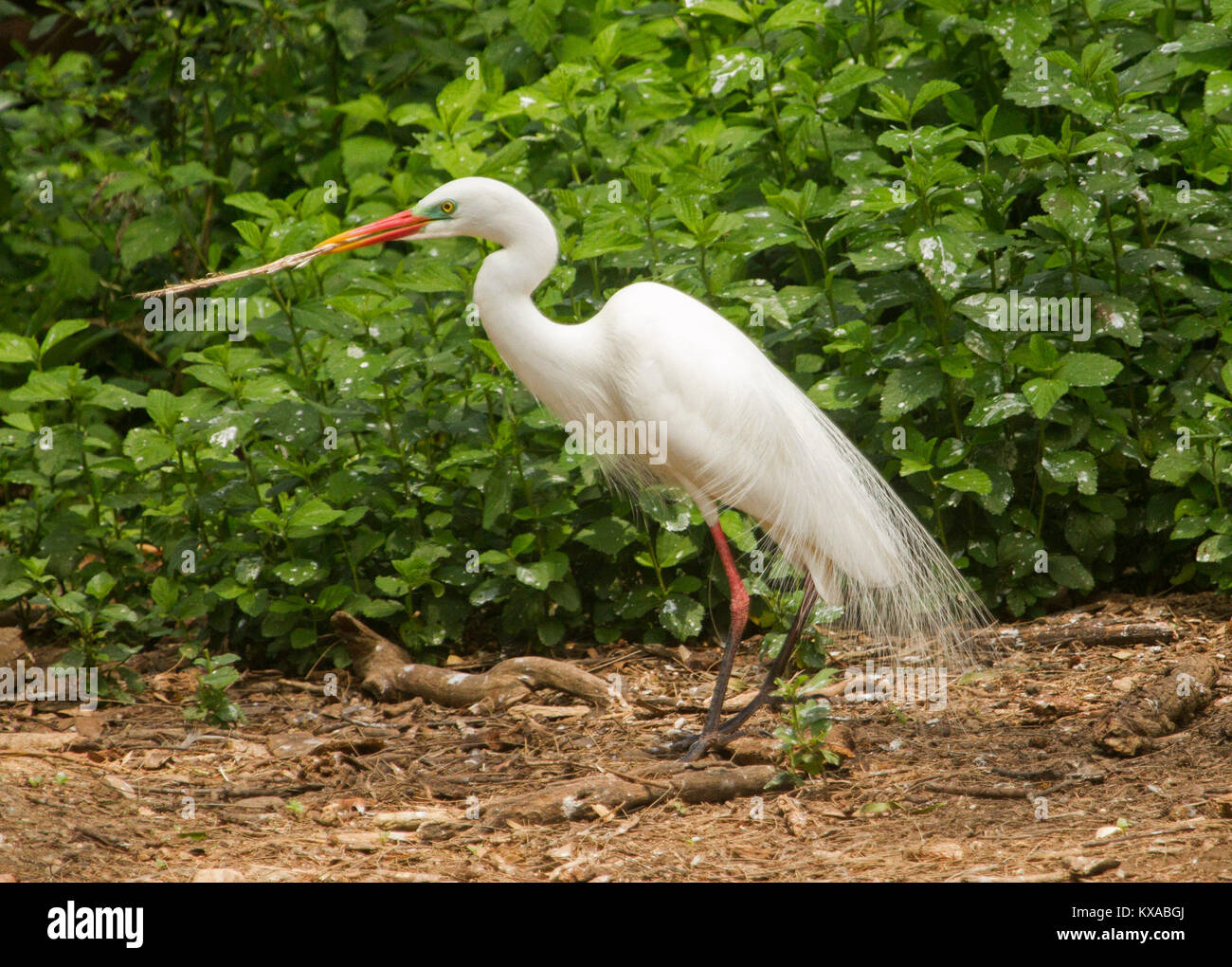 Australian plumed / intermediate egret, Ardea intermedia, with stick ...