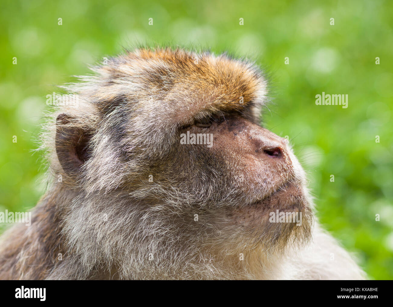 Barbary Macaque Monkey. A close up picture of a Barbary macaque monkey ...