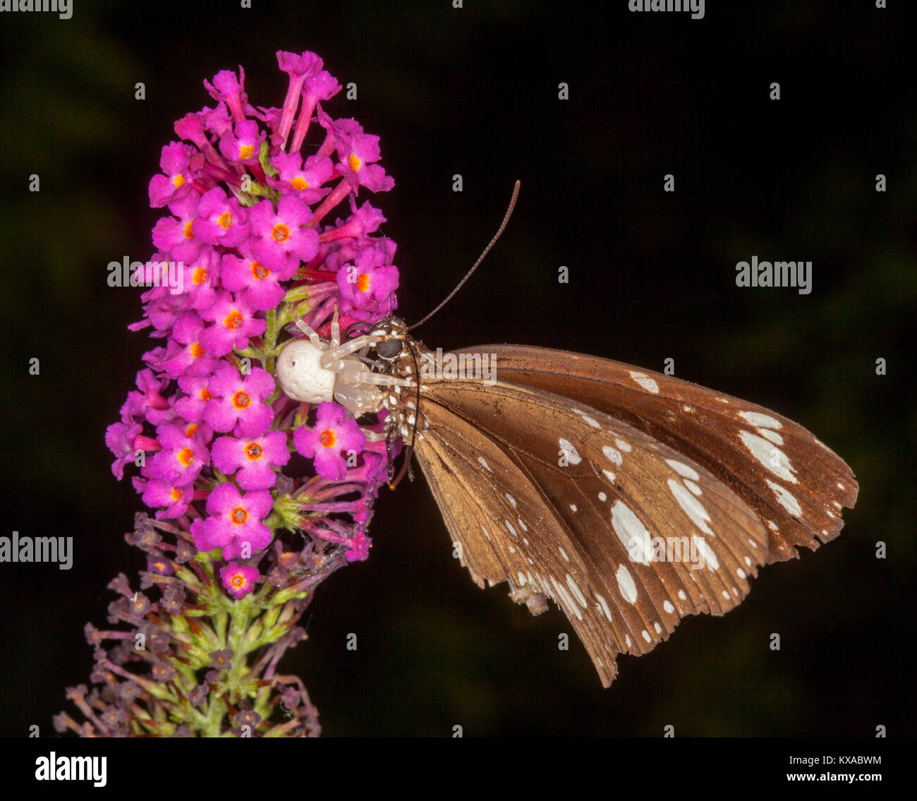 Australian insects hi-res stock photography and images - Alamy