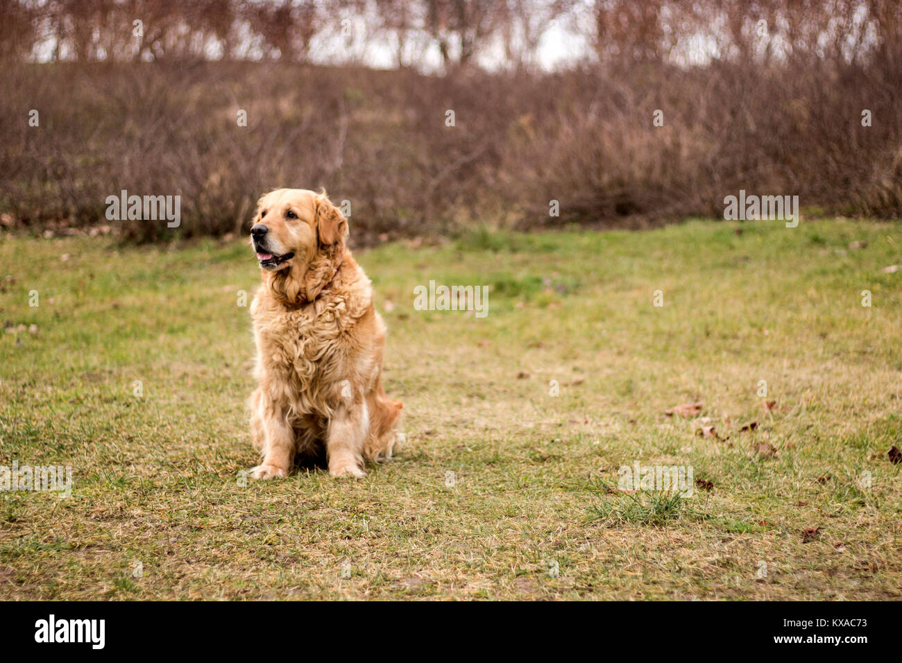 old golden retriever dog autumn portrait Stock Photo - Alamy