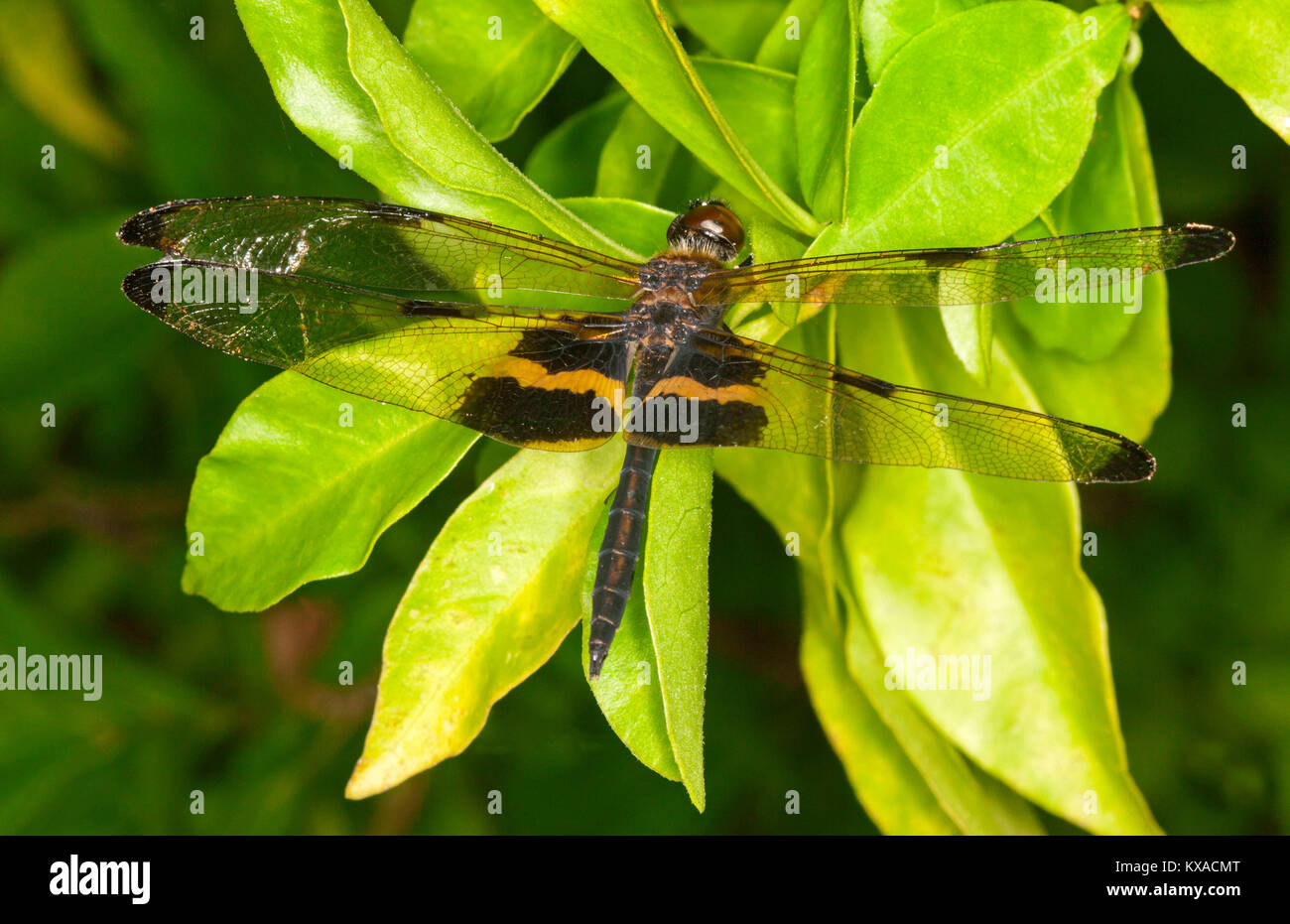 Australian dragonfly hi-res stock photography and images - Alamy