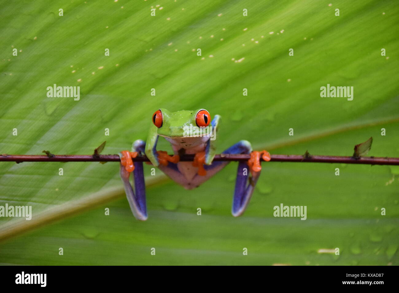 Iconic frog of costa rica hi-res stock photography and images - Alamy