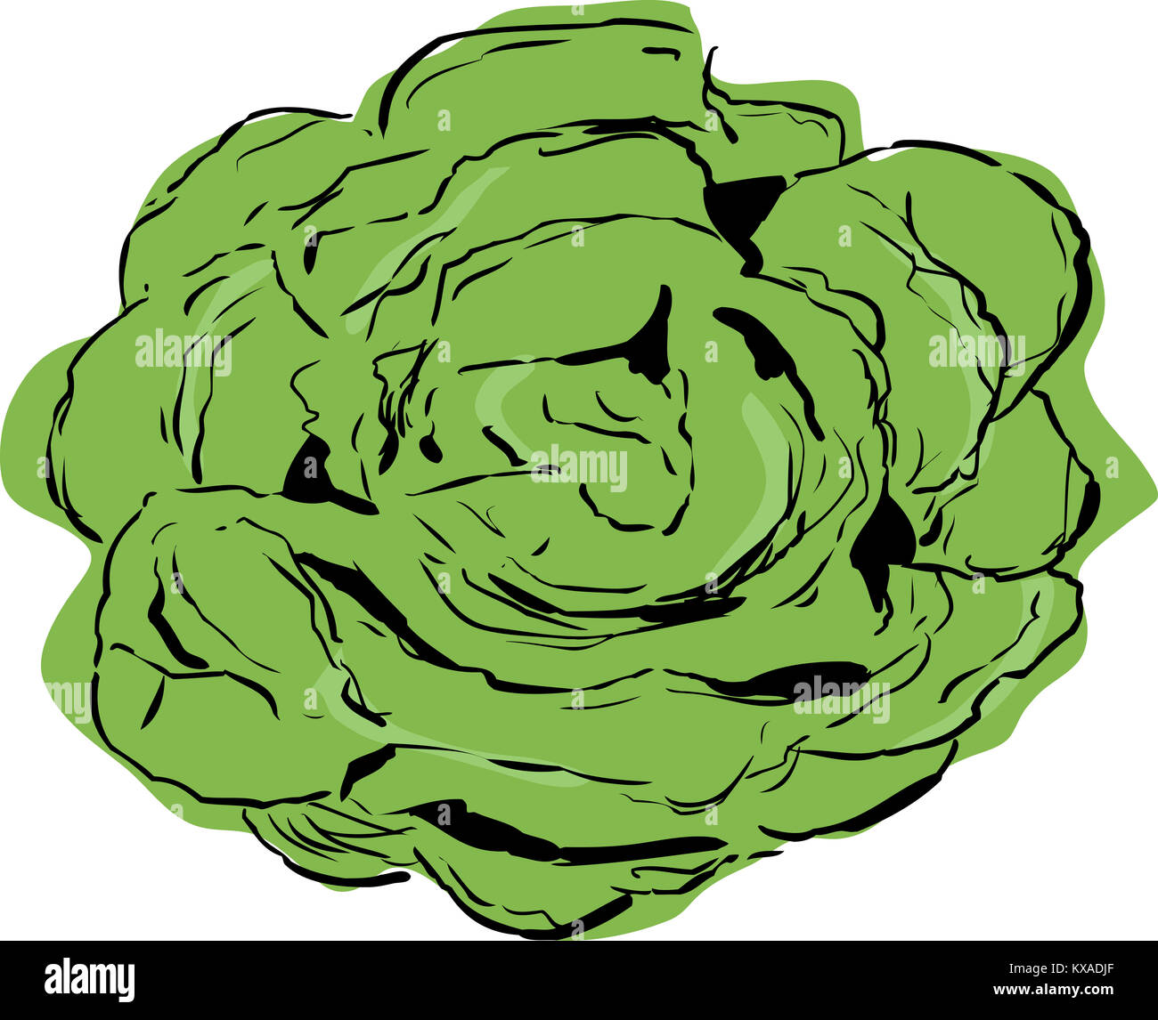 Top down view on large open head of bibb lettuce over white Stock Photo ...