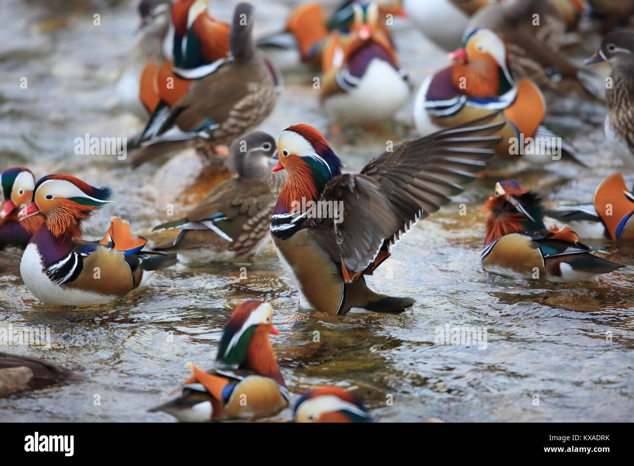 Mandarin duck and japan hi-res stock photography and images - Alamy