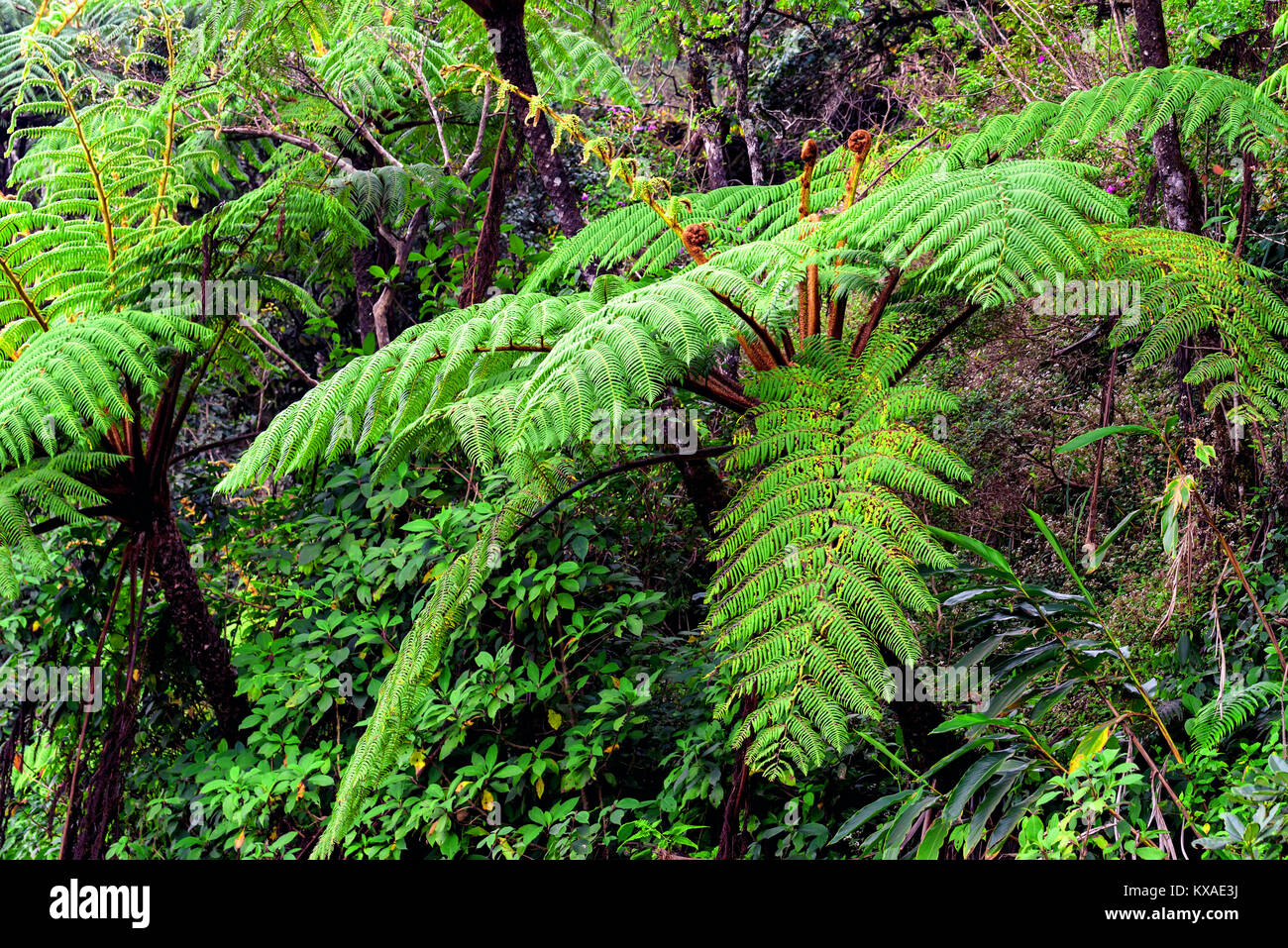 Scenic view of jungle with giant tree ferns Stock Photo - Alamy