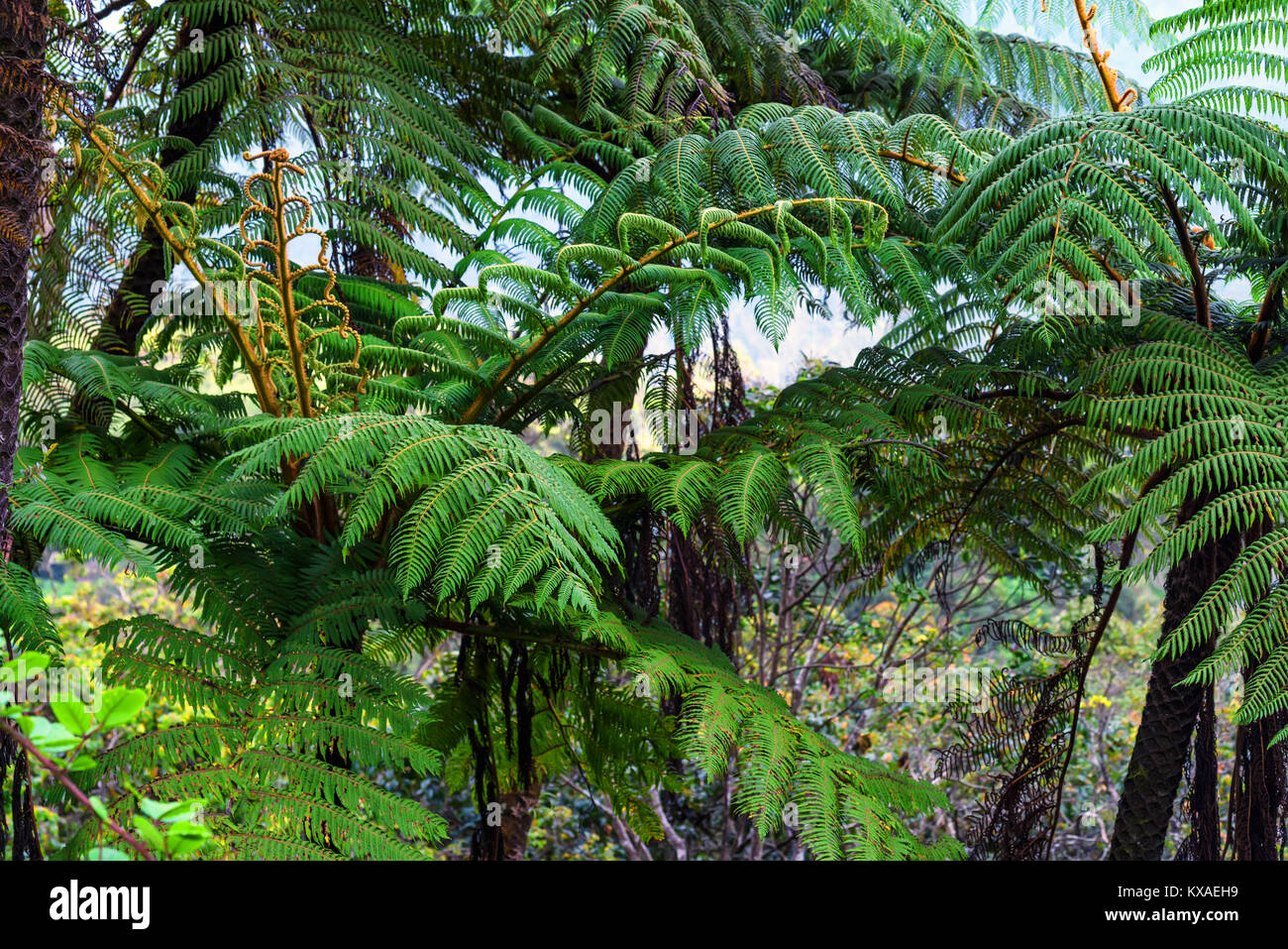 Scenic view of jungle with giant tree ferns Stock Photo - Alamy