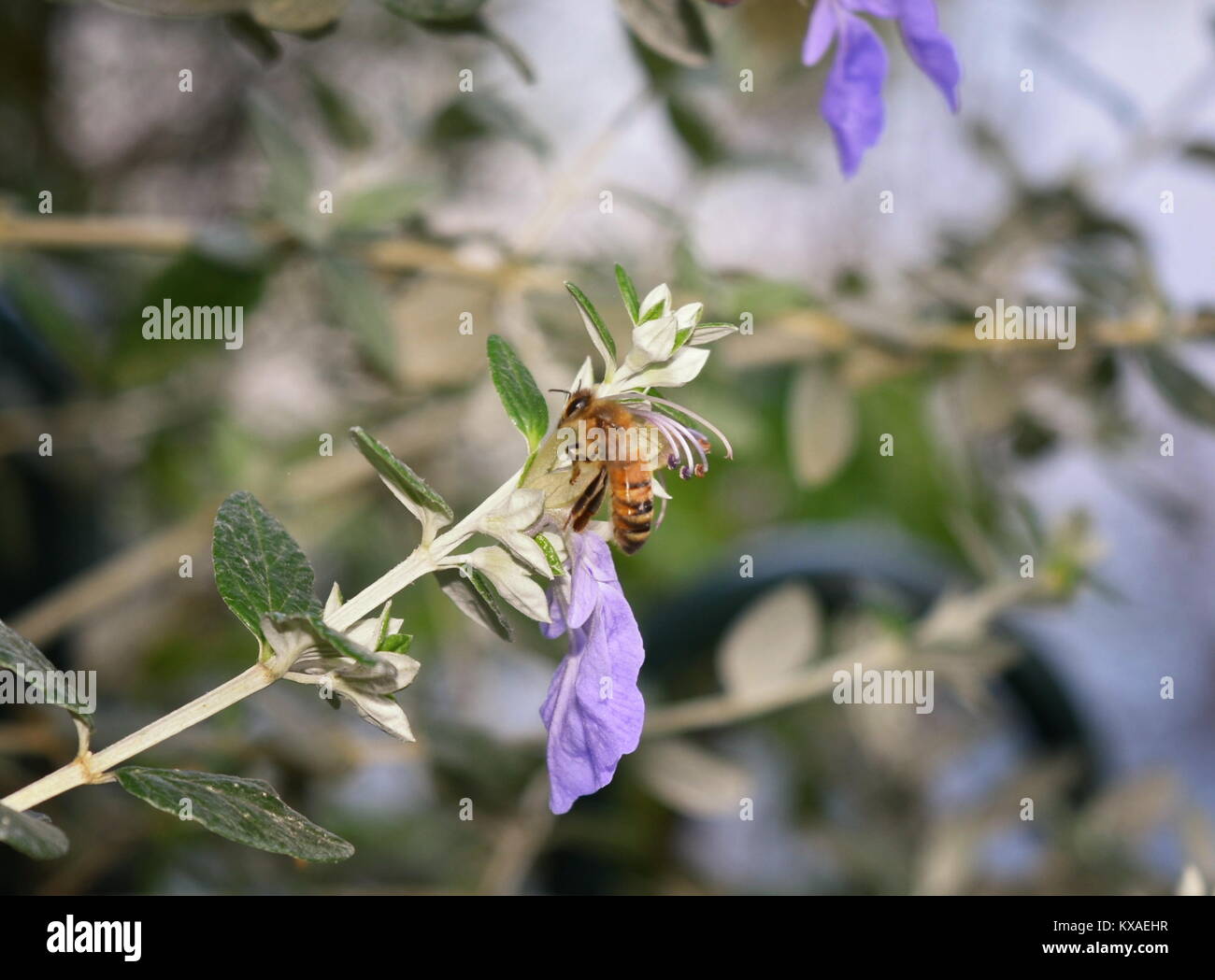 A Honey bee (Apis mellifera) visiting the flower of a tree germander ...