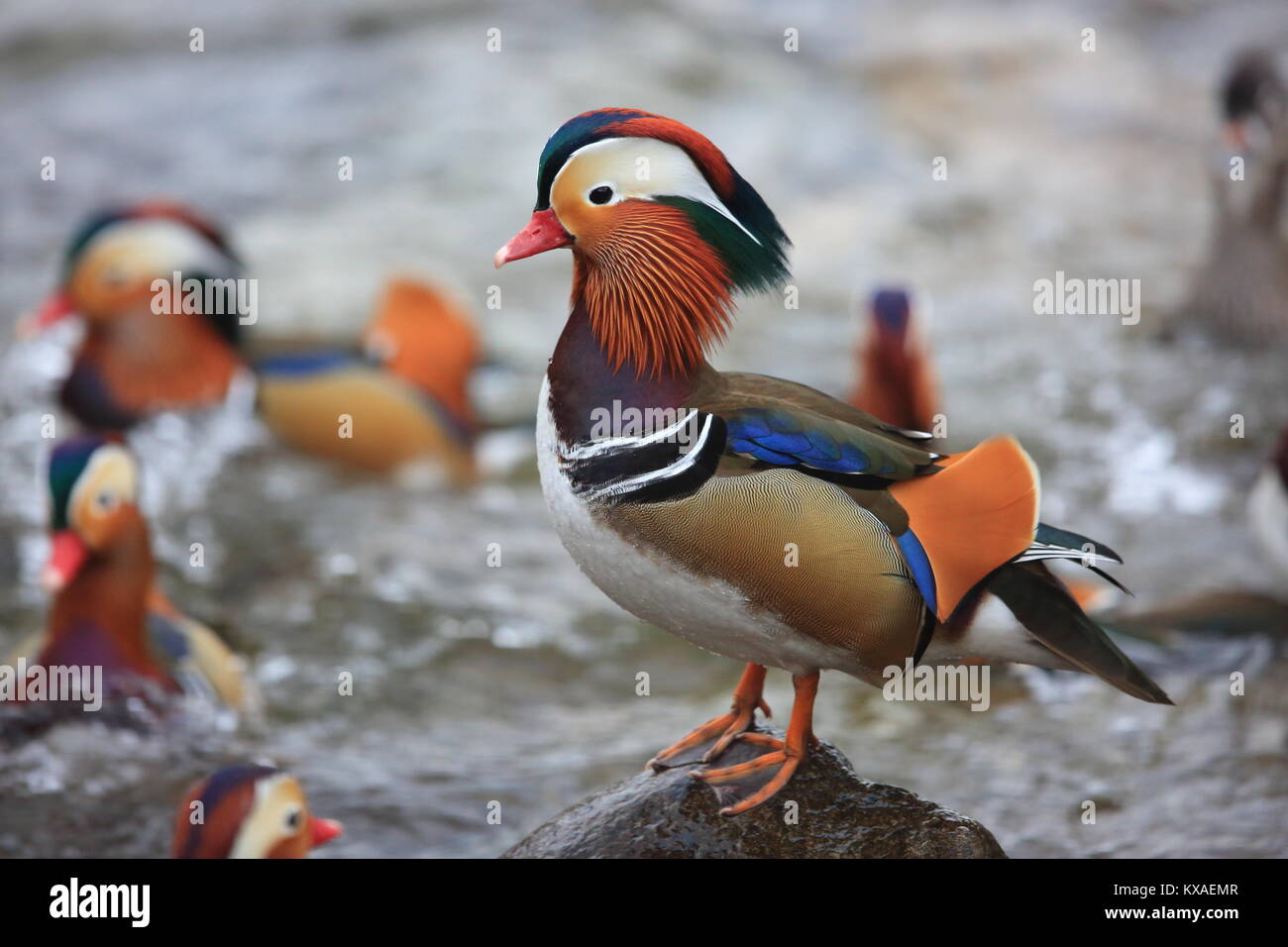 Mandarin duck and japan hi-res stock photography and images - Alamy