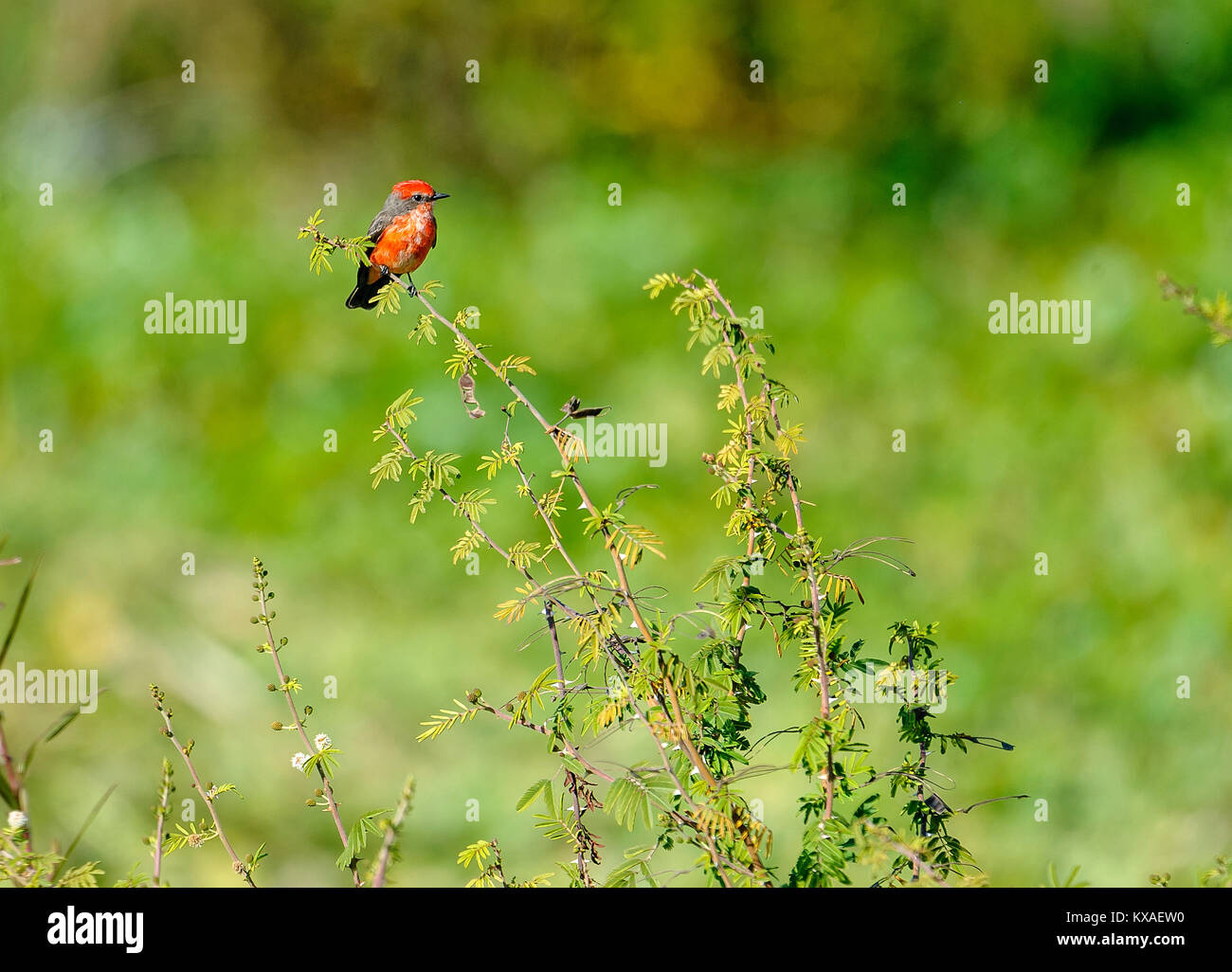 Vermillion Flycatcher (Pyrocephalus rubinus) peched in a tree, Ajijic ...