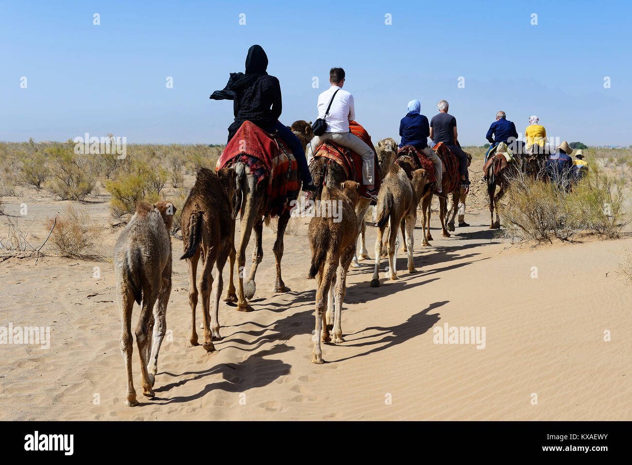 Riding camels wadi rum hi-res stock photography and images - Alamy