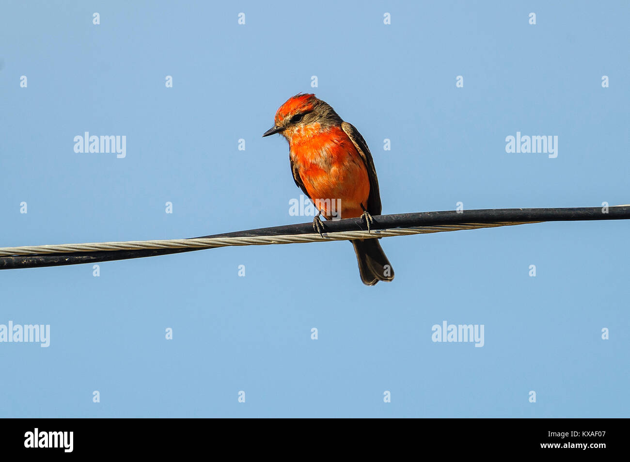 Vermillion Flycatcher (Pyrocephalus rubinus) peched on a wire, Ajijic ...