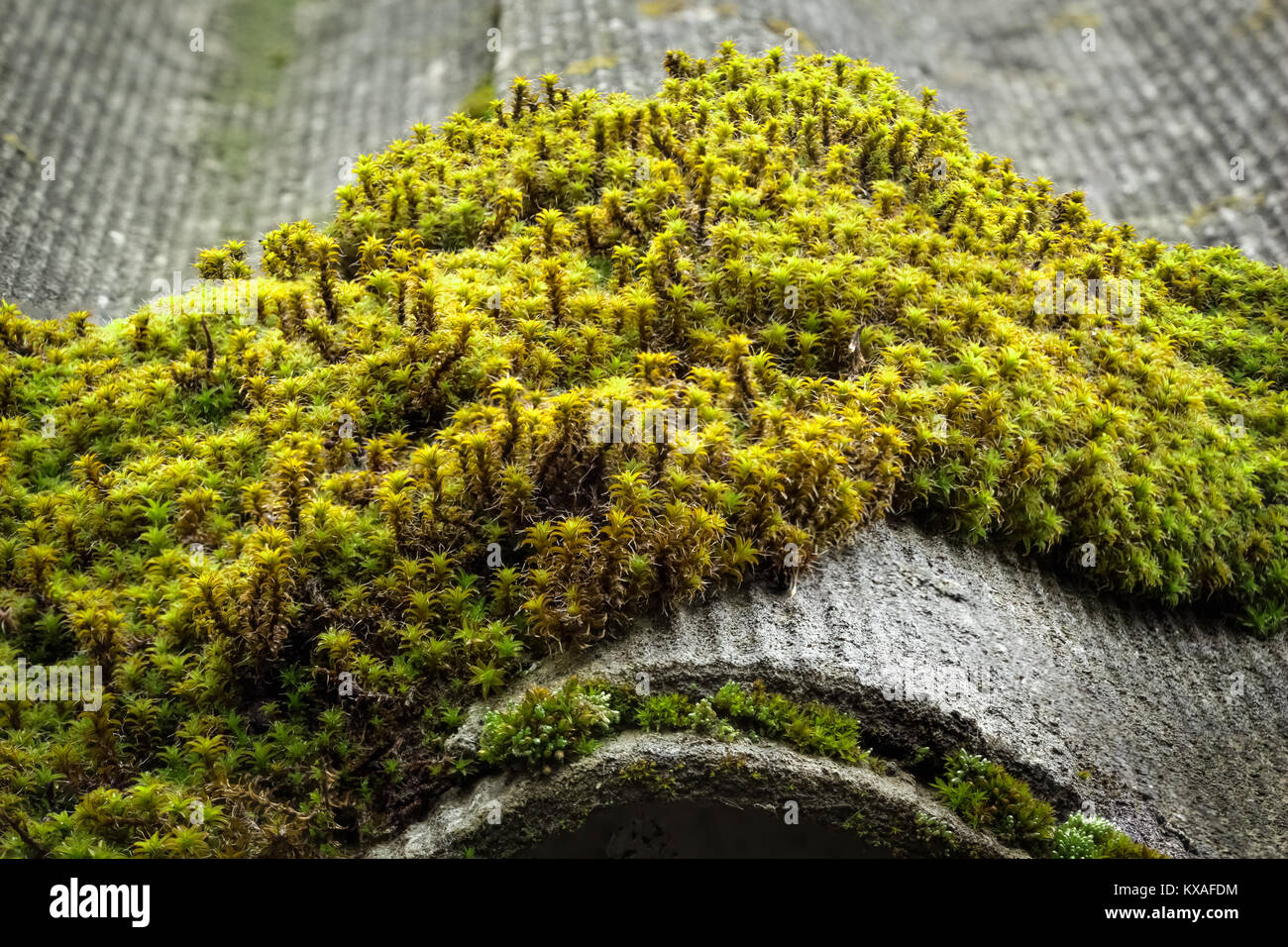 Close-up of moss growing on the slate roof of the house Stock Photo - Alamy