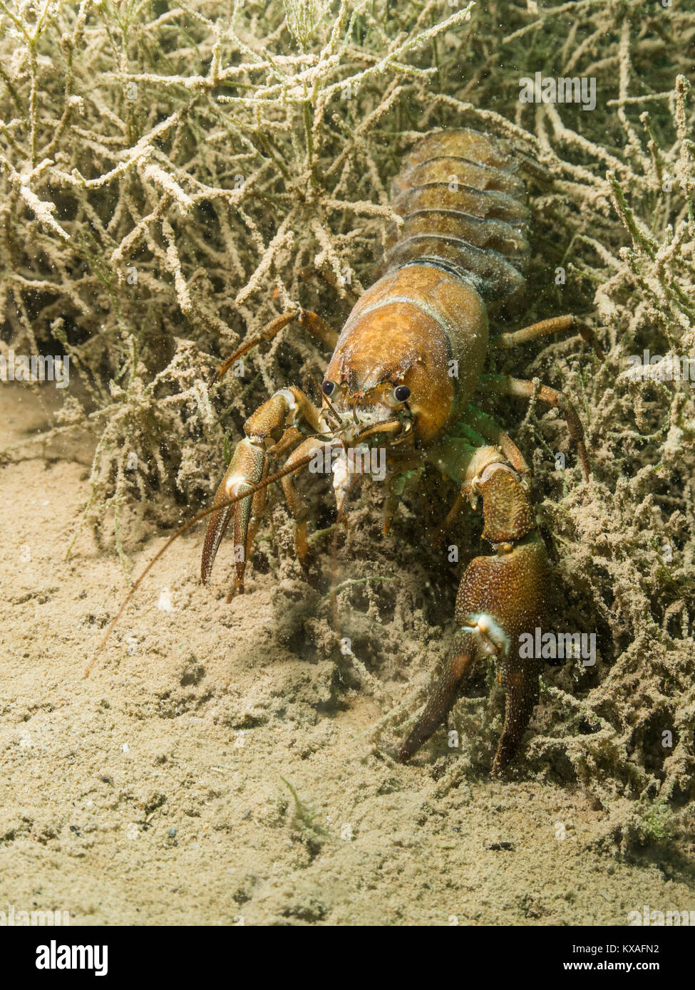 Signal Crayfish (Pacifastacus leniusculus) at the bottom under water ...