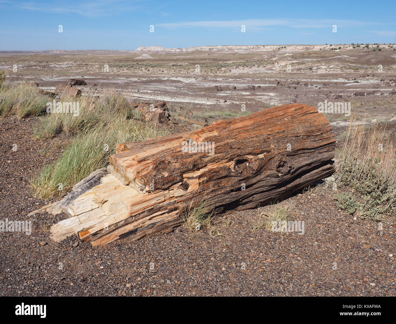 Petrified wood,Petrified Forest National Park,Arizona,USA Stock Photo ...