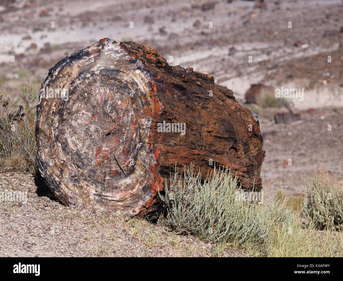 Petrified wood,Petrified Forest National Park,Arizona,USA Stock Photo ...