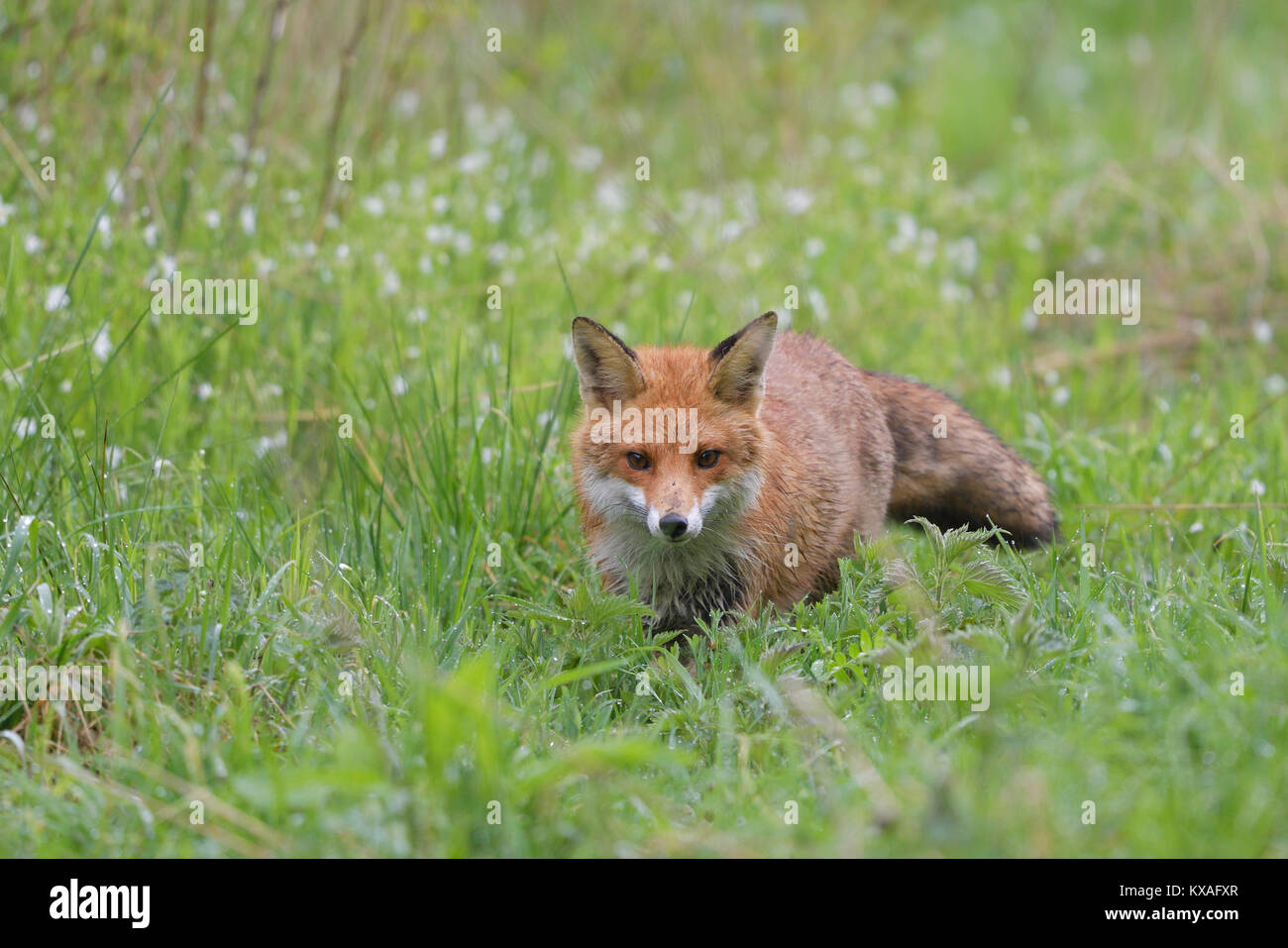 Red fox stalking hi-res stock photography and images - Alamy