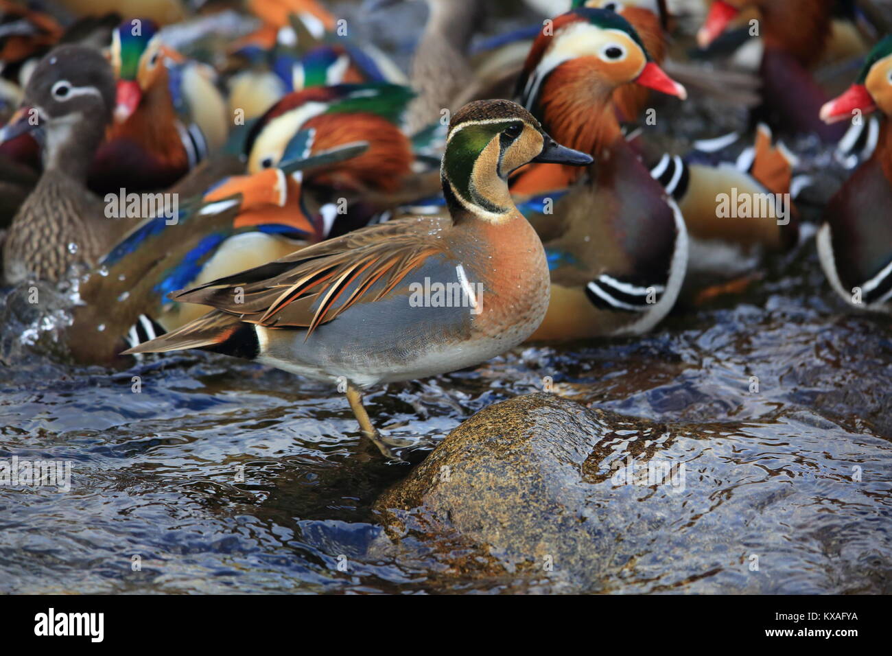 Baikal teal (Anas formosa) in Japan Stock Photo - Alamy