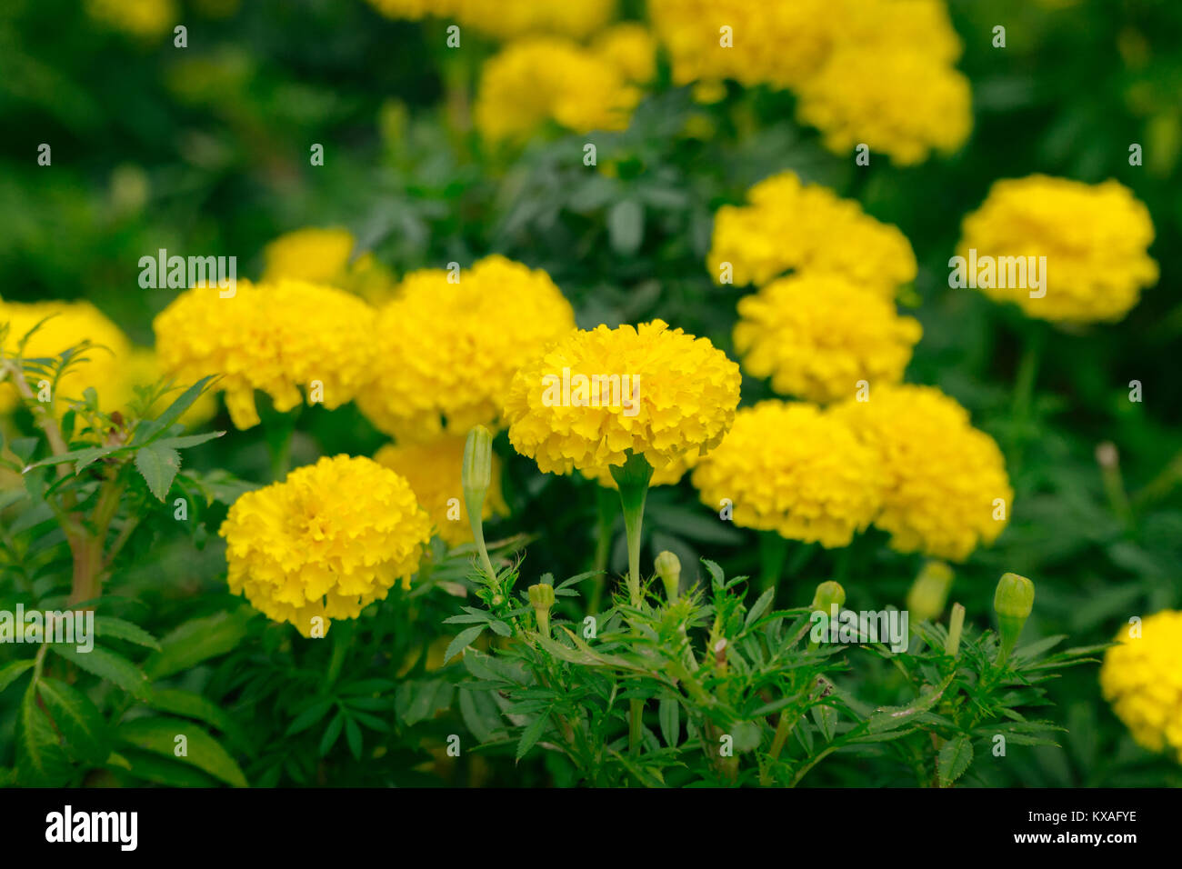 Lots of beautiful marigold flowers in the garden Stock Photo - Alamy