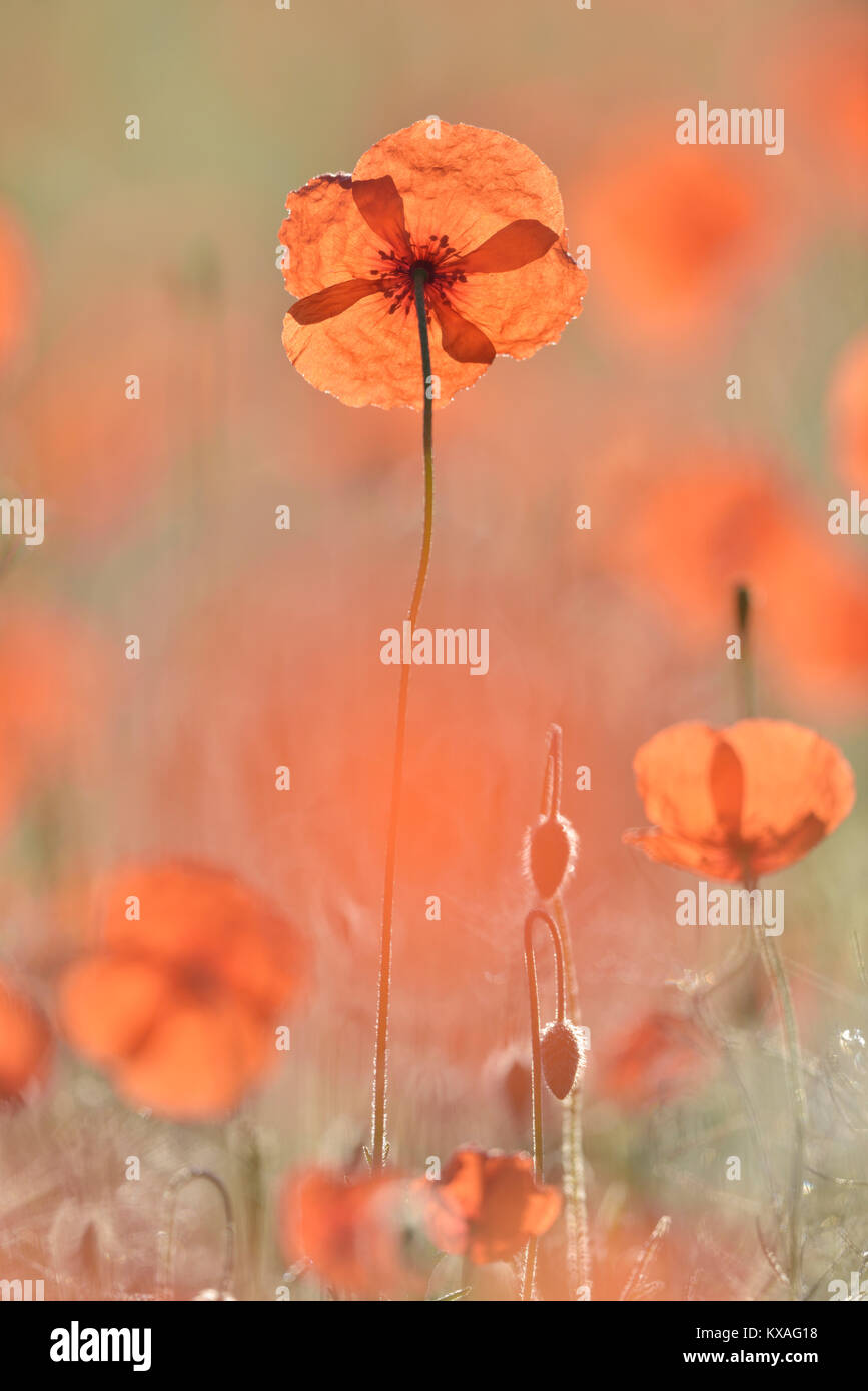 Sand poppy (Papaver argemone),Saxony,Germany Stock Photo - Alamy