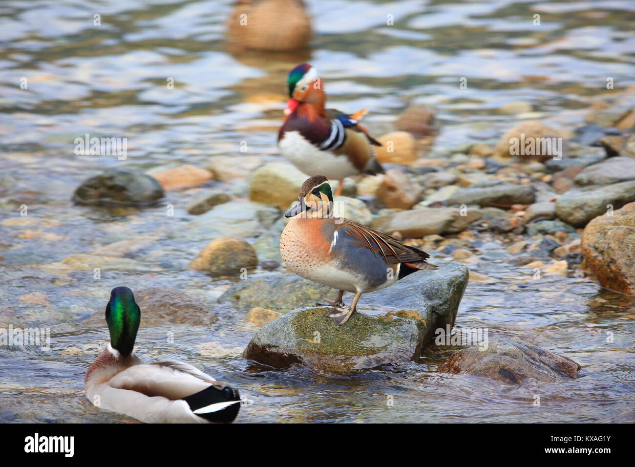 Baikal teal (Anas formosa) in Japan Stock Photo - Alamy