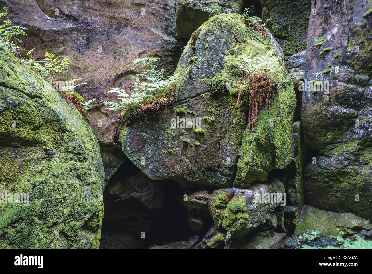 Dog shaped rock in National Nature Reserve Adrspach-Teplice Rocks near ...