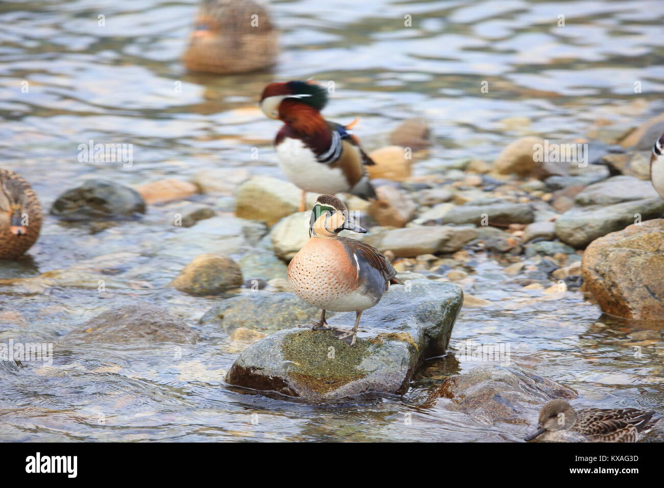 Baikal teal (Anas formosa) in Japan Stock Photo - Alamy