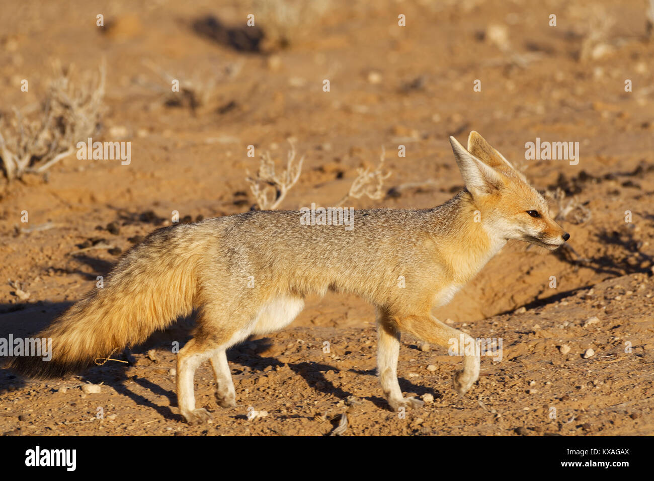 Cape fox (Vulpes chama),adult female,walking,Kgalagadi Transfrontier ...