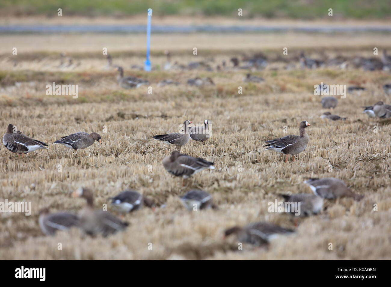 Lesser white-fronted goose (Anser erythropus) in Japan Stock Photo - Alamy