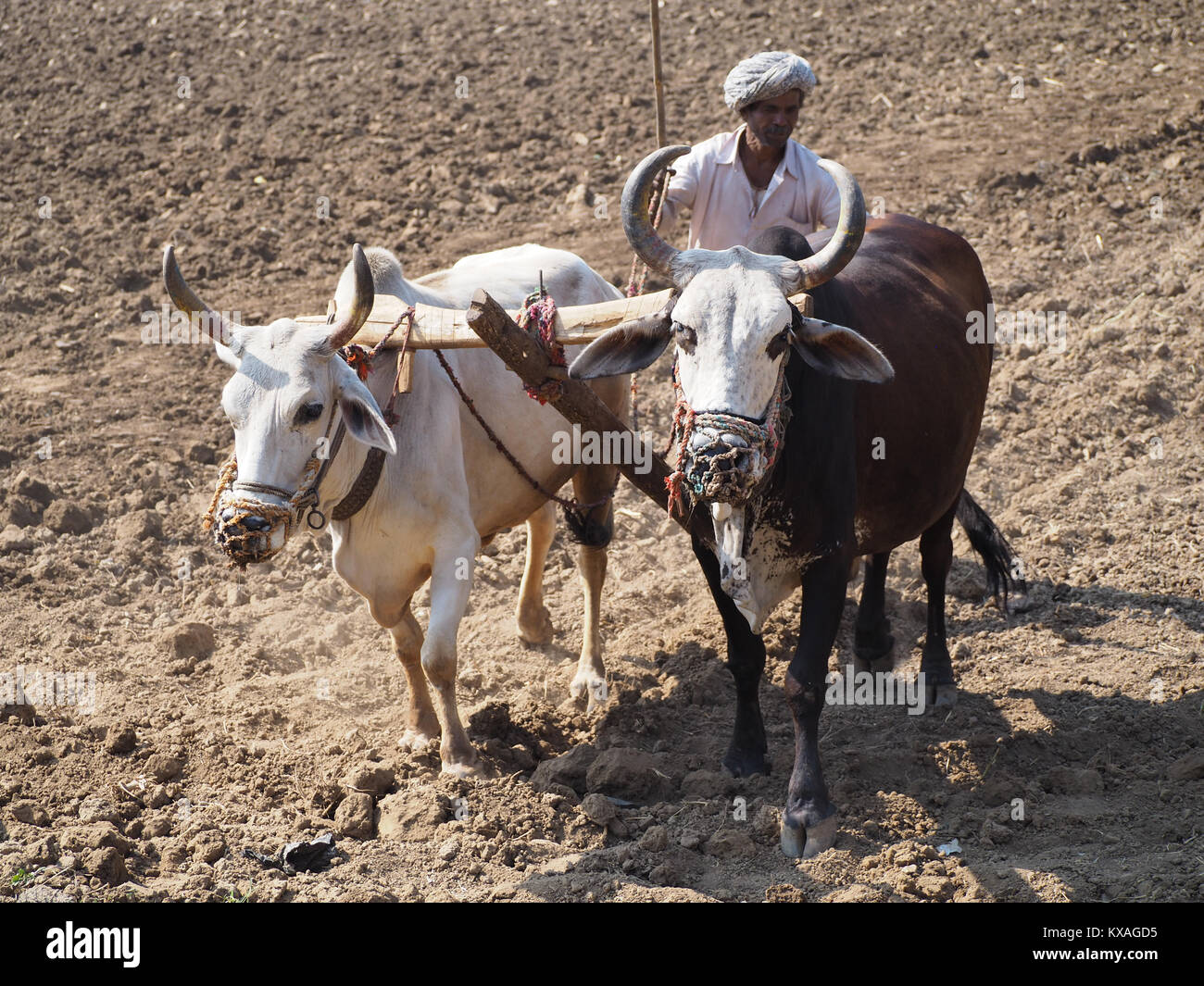 Farmer cow field hi-res stock photography and images - Alamy
