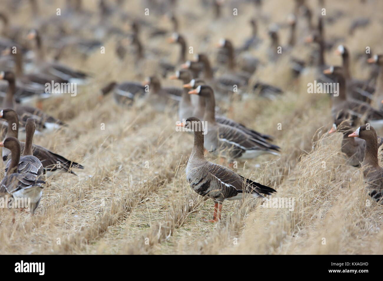 Greater White-fronted Goose (Anser albifrons) in Japan Stock Photo - Alamy