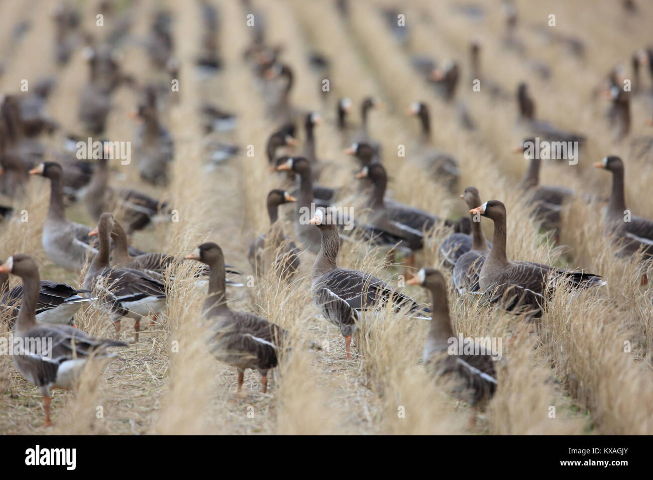 Greater White-fronted Goose (Anser albifrons) in Japan Stock Photo - Alamy