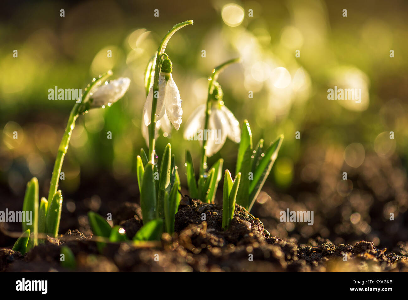 The first spring flowers snowdrops with morning drops Stock Photo - Alamy