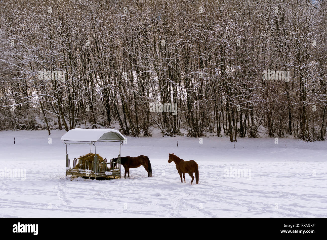 Horses at winter on a frosty day on paddock pasture with snow Stock ...