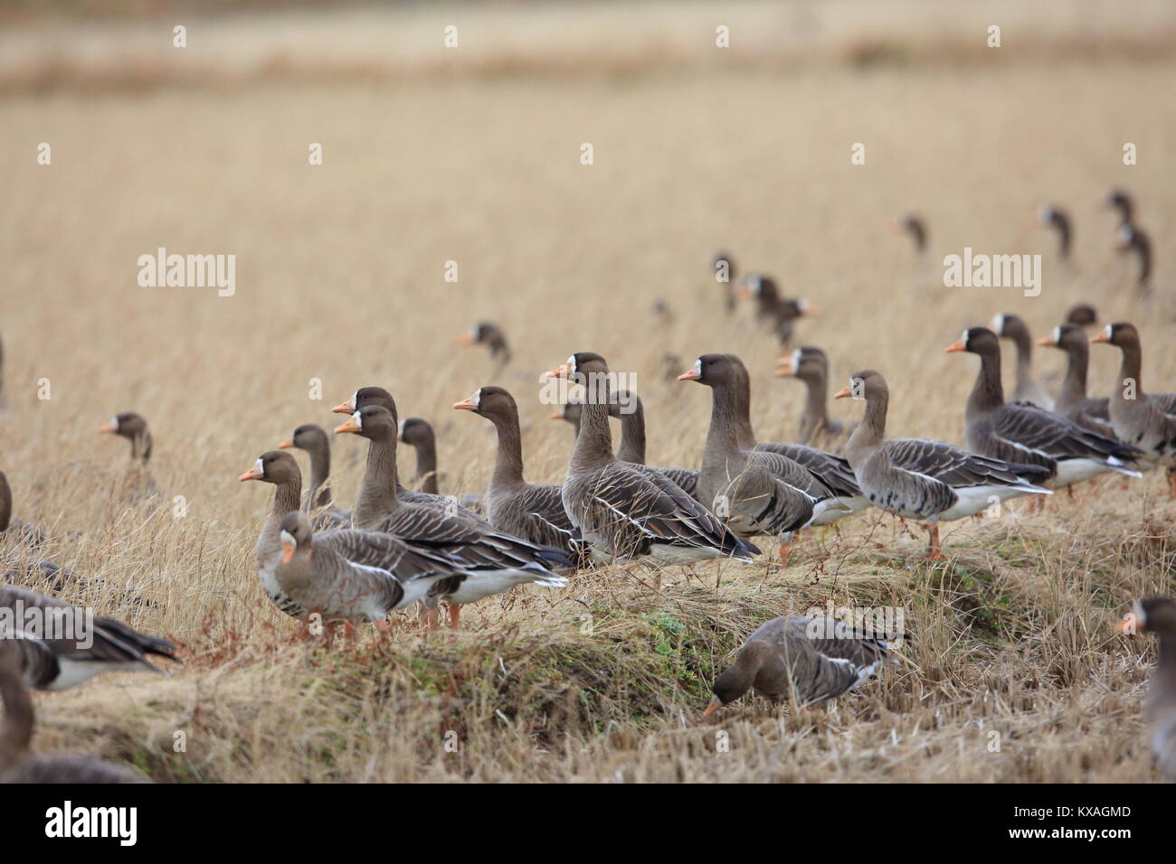 Greater White-fronted Goose (Anser albifrons) in Japan Stock Photo - Alamy