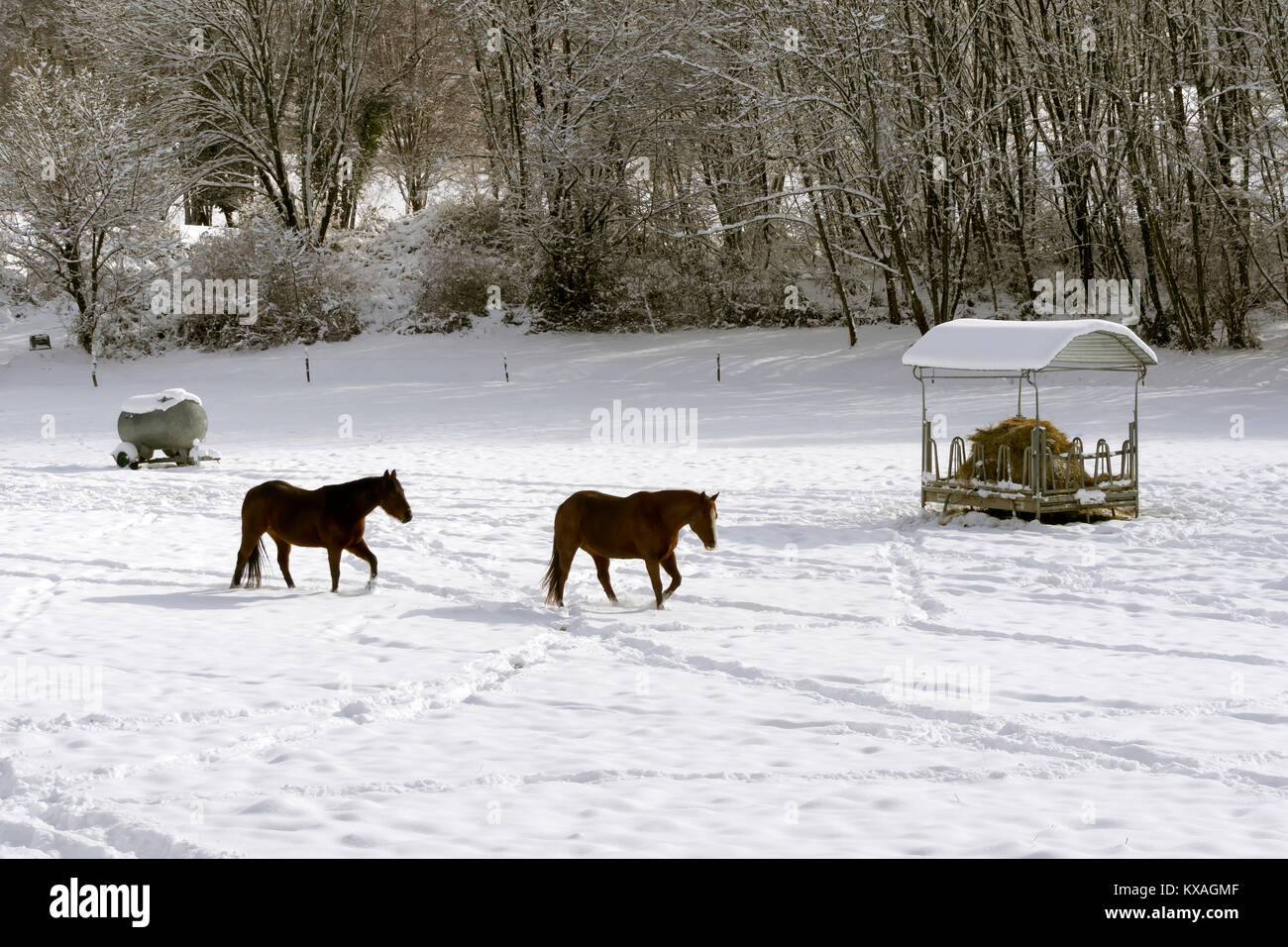 Horses at winter on a frosty day on paddock pasture with snow Stock ...
