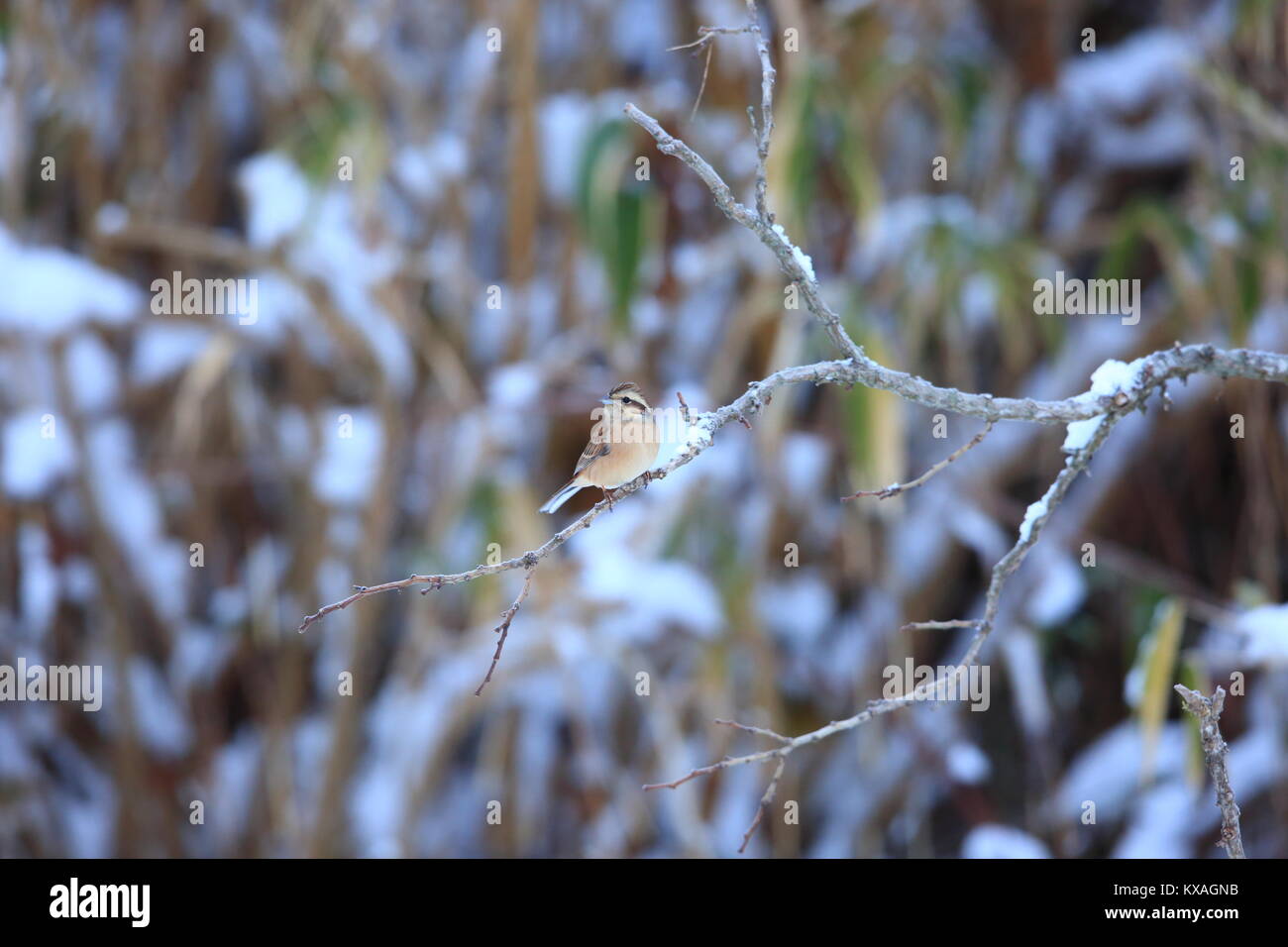 Meadow Bunting (Emberiza cioides) in Japan Stock Photo - Alamy