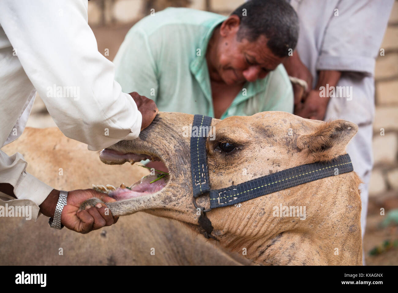 Veterinarian giving injection to camel in Siwa, Egypt Stock Photo - Alamy