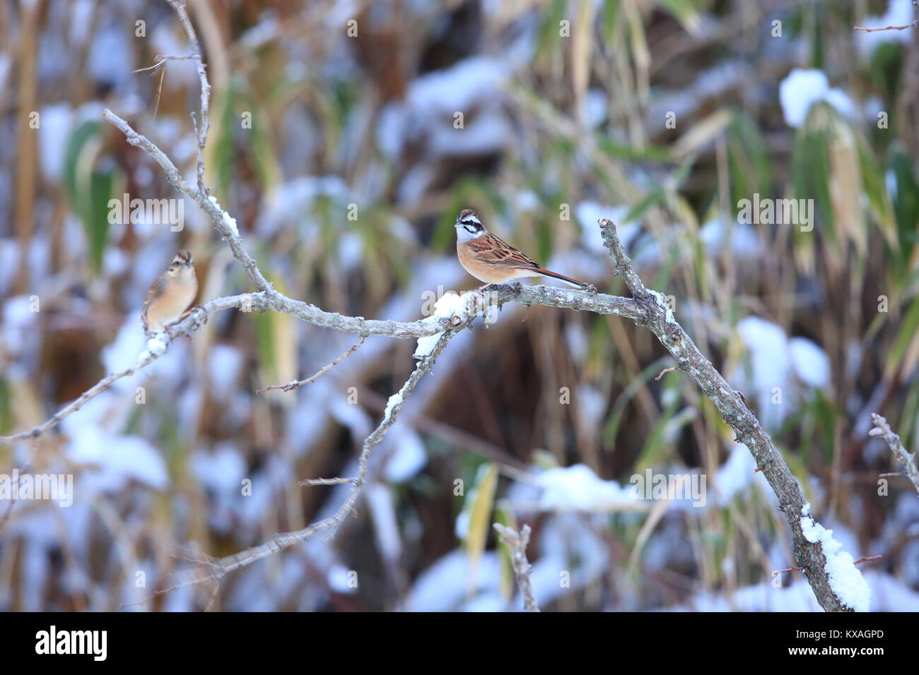 Meadow Bunting (Emberiza cioides) in Japan Stock Photo - Alamy