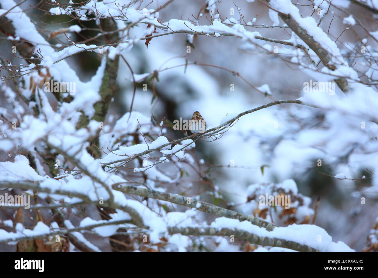 Rustic bunting (Emberiza rustica) in Japan Stock Photo - Alamy
