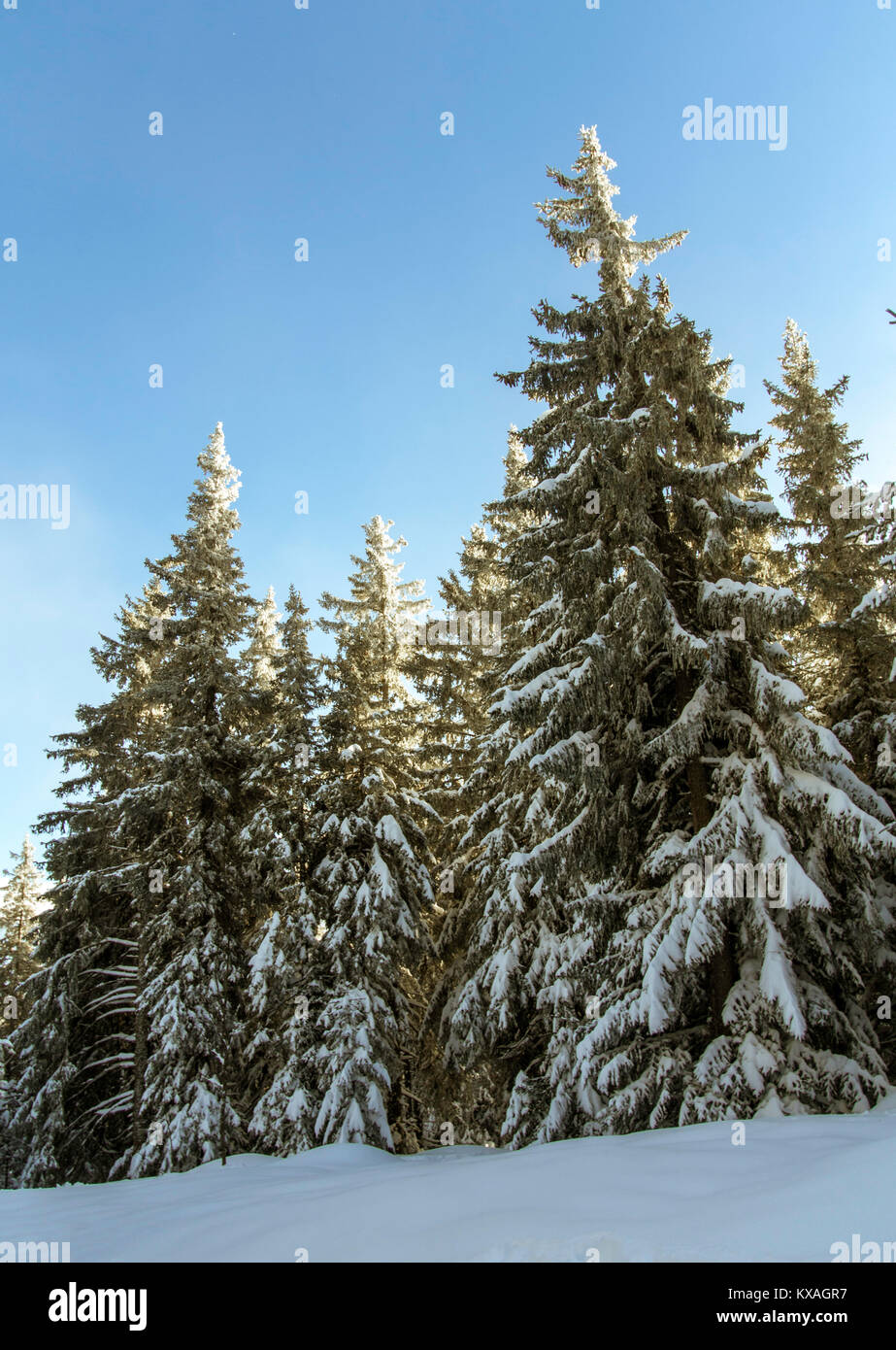 Snow-covered fir trees in Chamrousse, French Alps Stock Photo - Alamy