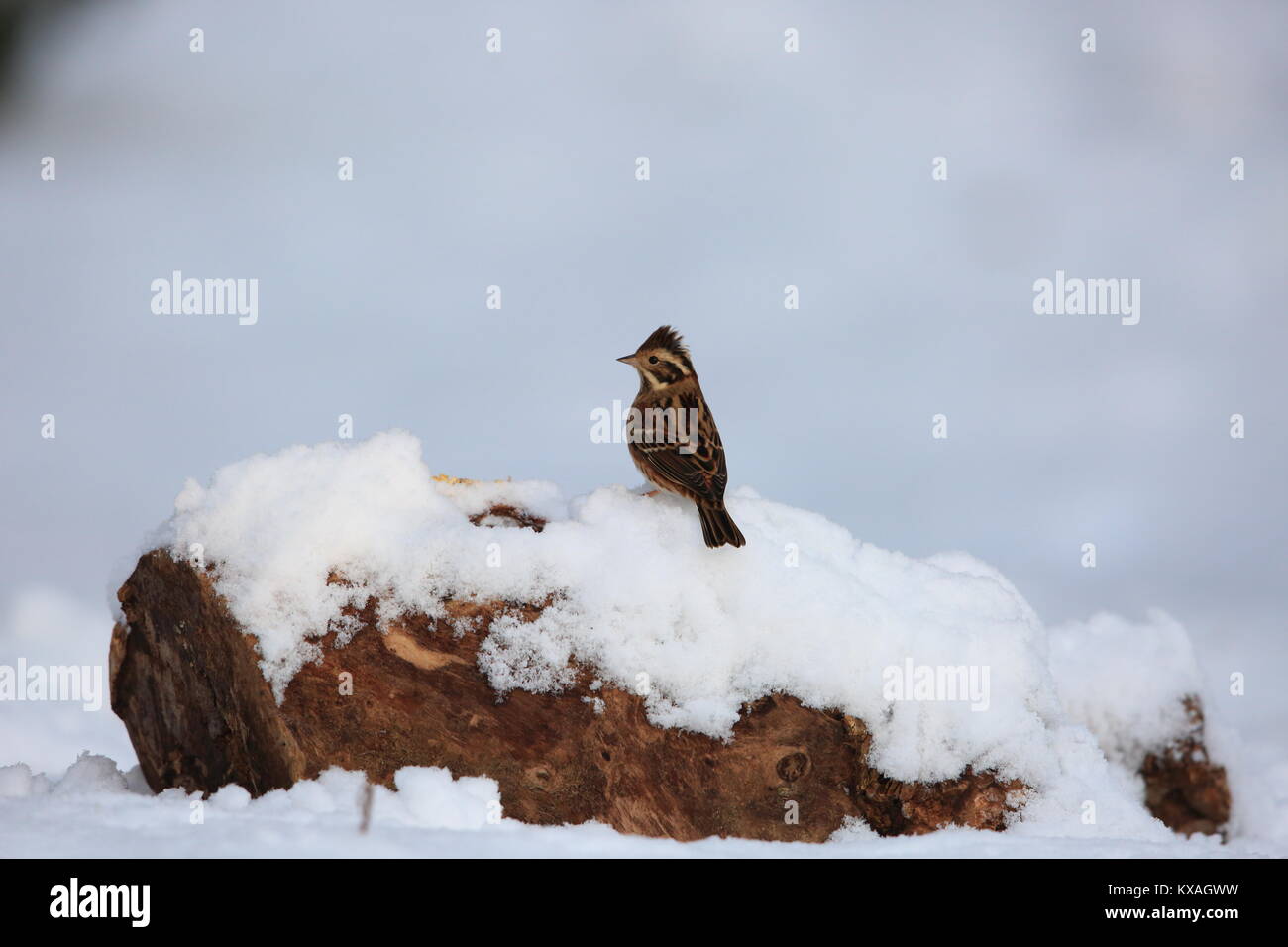 Rustic bunting (Emberiza rustica) in Japan Stock Photo - Alamy