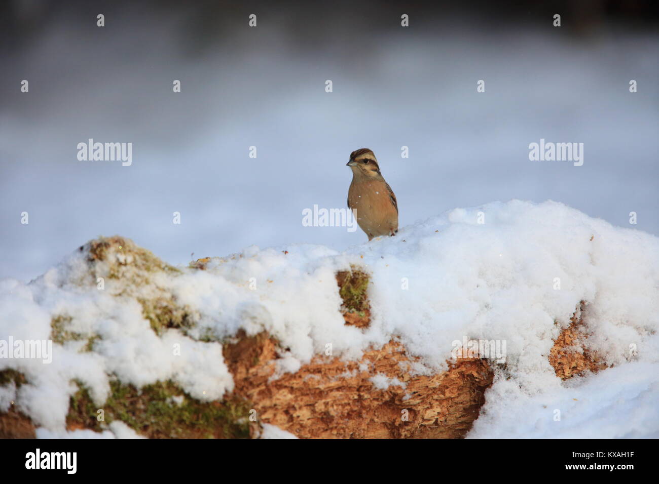 Meadow Bunting (Emberiza cioides) in Japan Stock Photo - Alamy