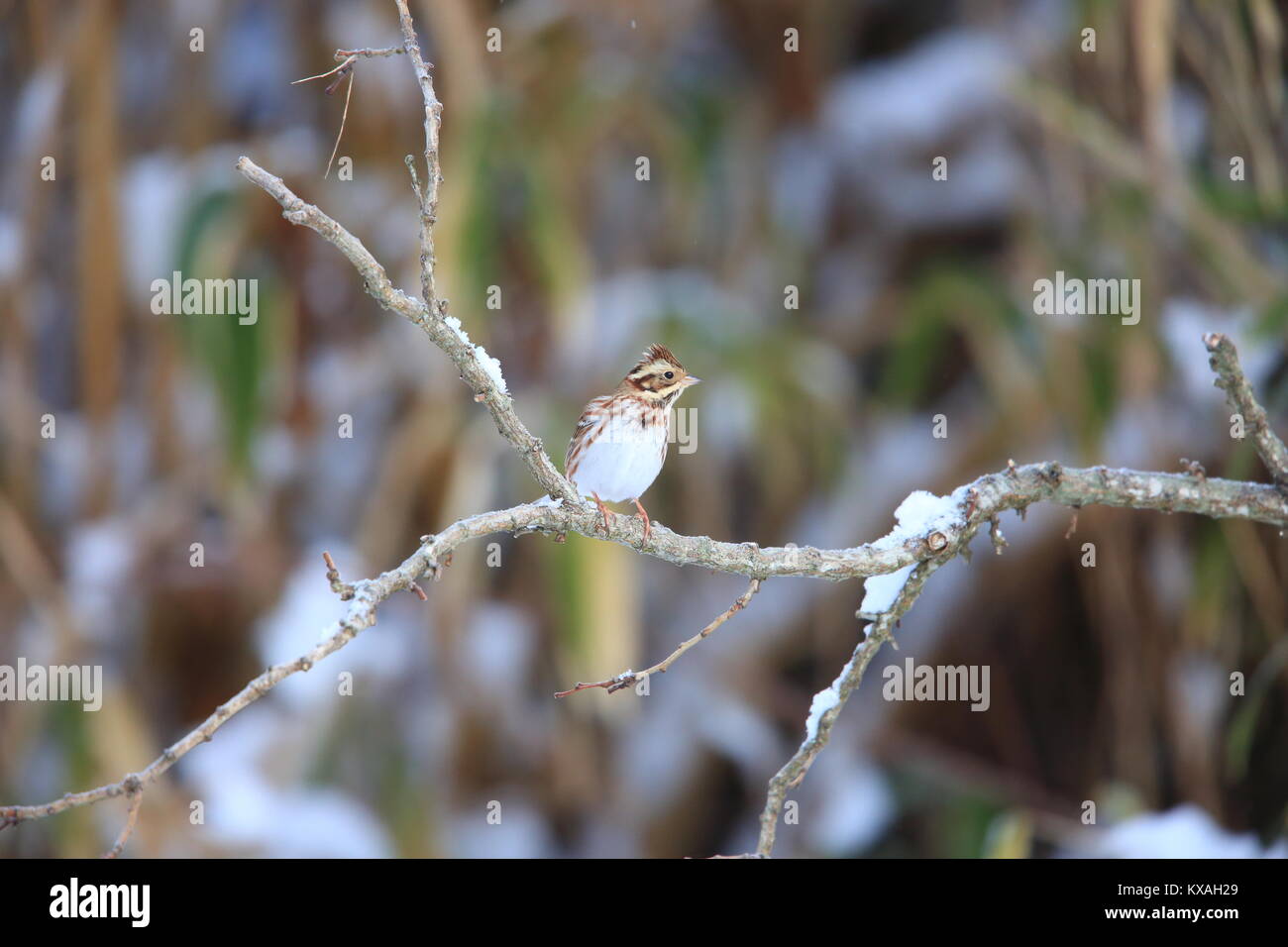 Rustic bunting (Emberiza rustica) in Japan Stock Photo - Alamy